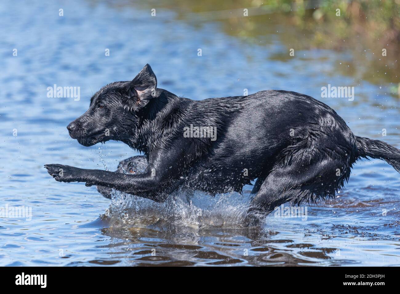 Black labrador retriever jumping into water hi-res stock photography ...