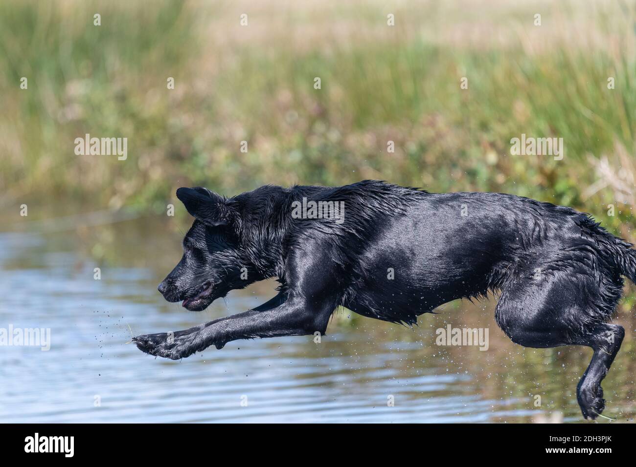 Black labrador retriever jumping into water hi-res stock photography ...