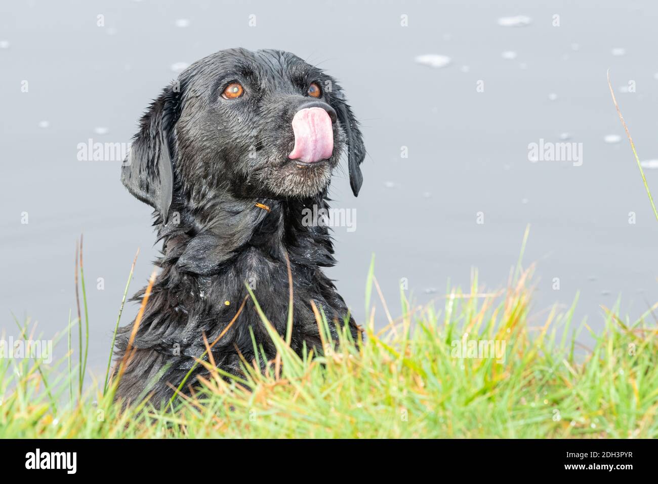 Head shot of a black Labrador in the water looking expectantly Stock ...