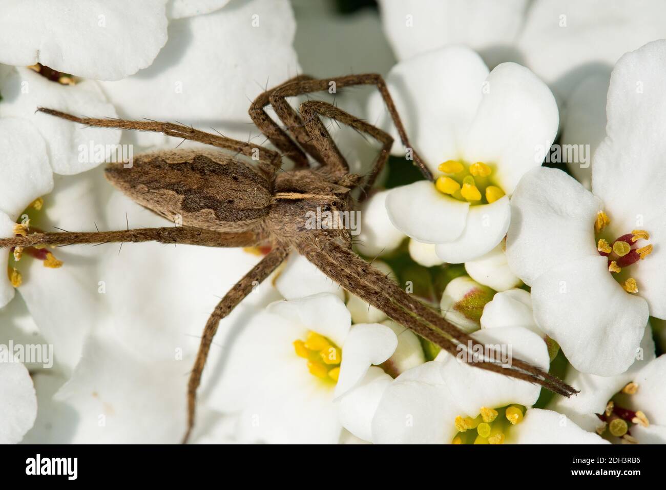 Spider - list spider Stock Photo - Alamy
