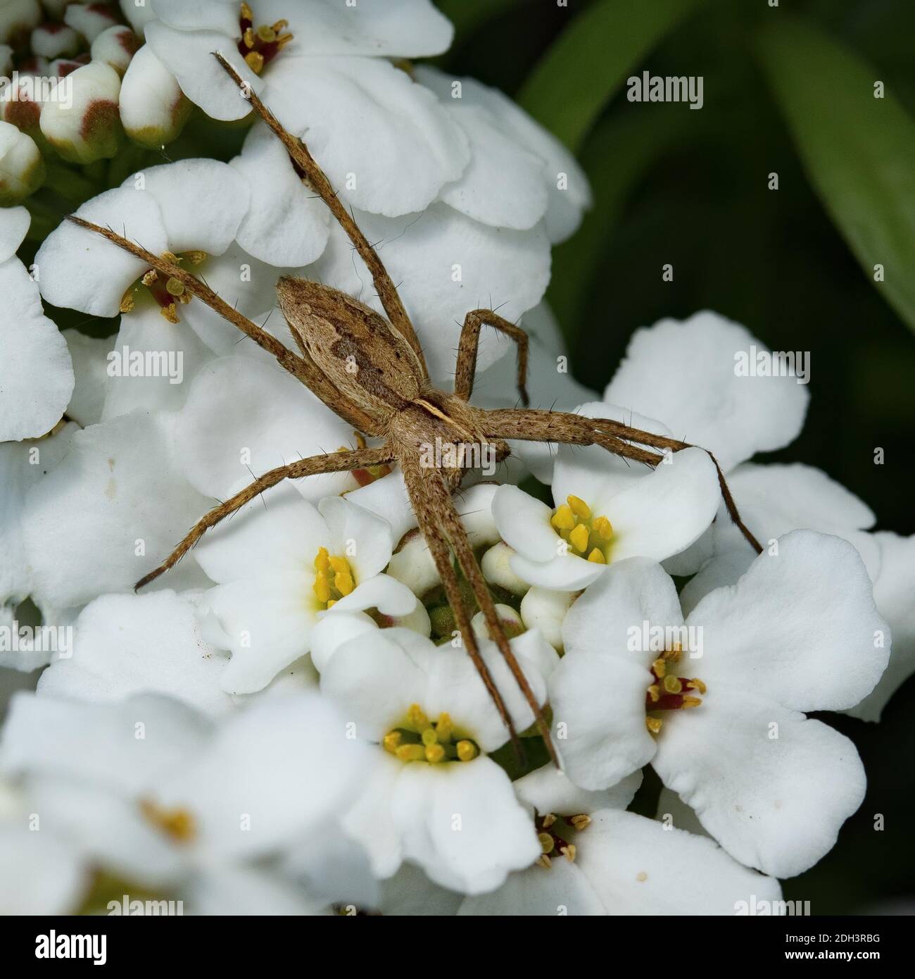 List spider hi-res stock photography and images - Alamy