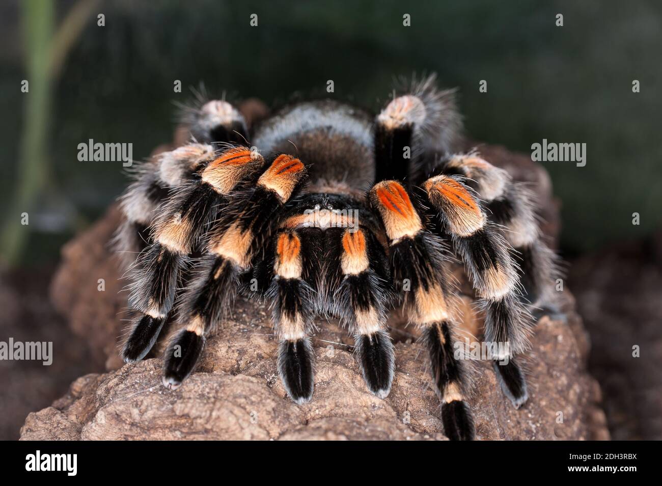 Cute Tarantula High Resolution Stock Photography and Images - Alamy