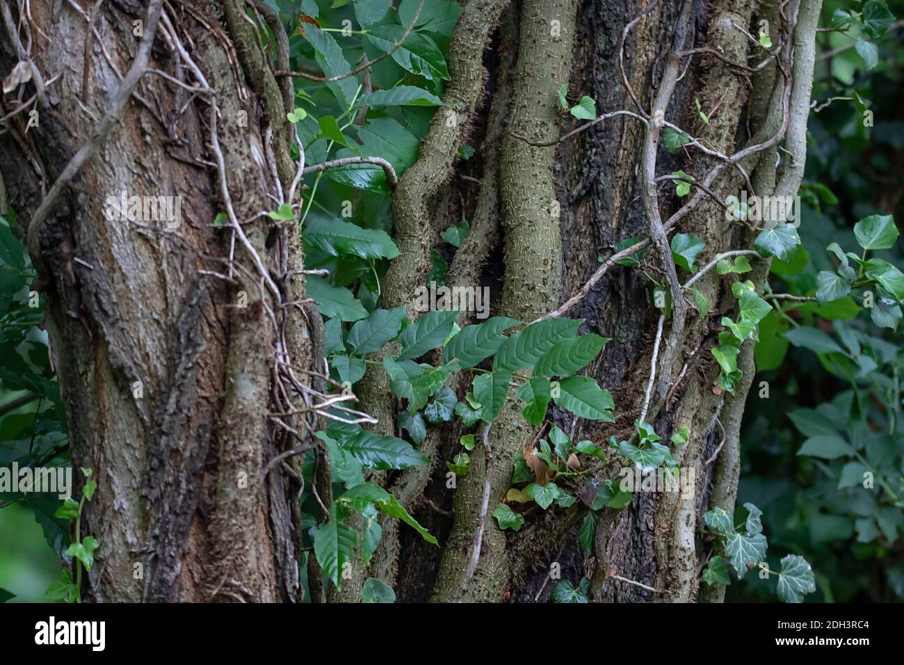Hard roots hi-res stock photography and images - Alamy