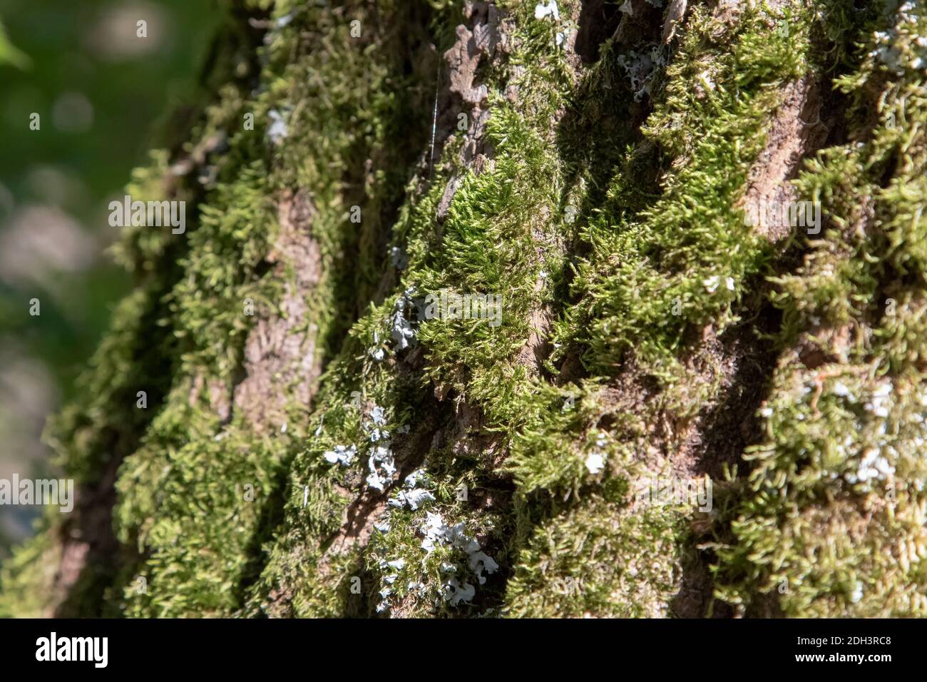 Bark rain tree hi-res stock photography and images - Alamy