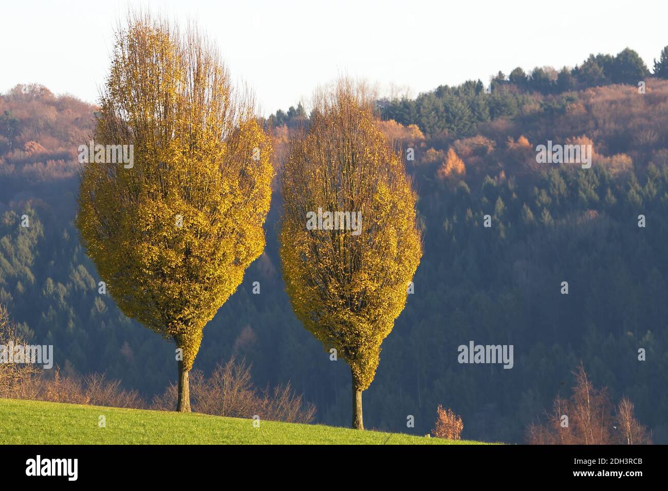 Evening trees hi-res stock photography and images - Alamy