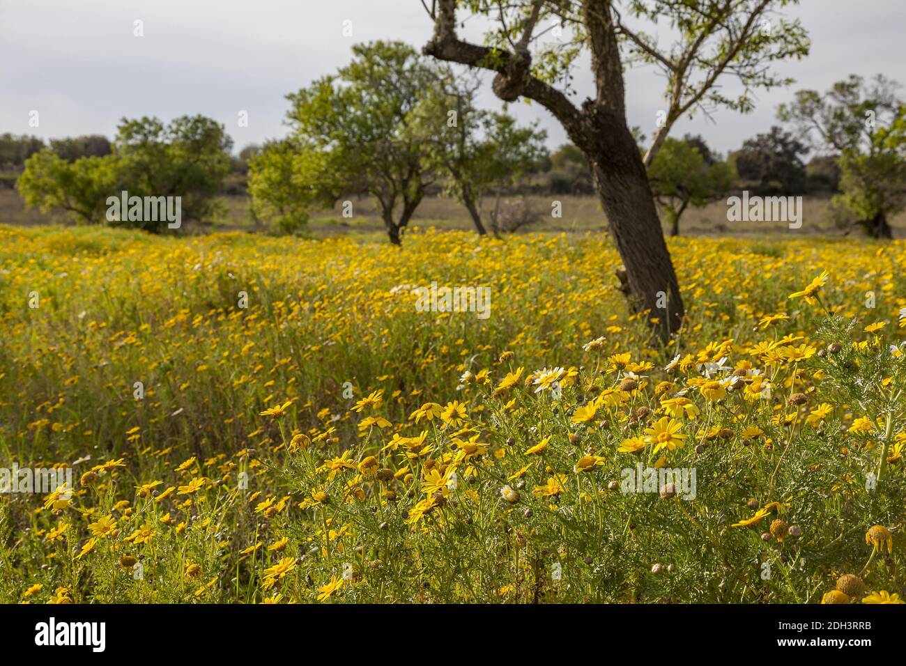 Spring in Mallorca Stock Photo - Alamy