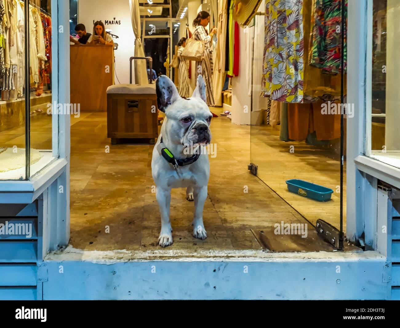 Retail clothing store interior with dog hi-res stock photography and ...