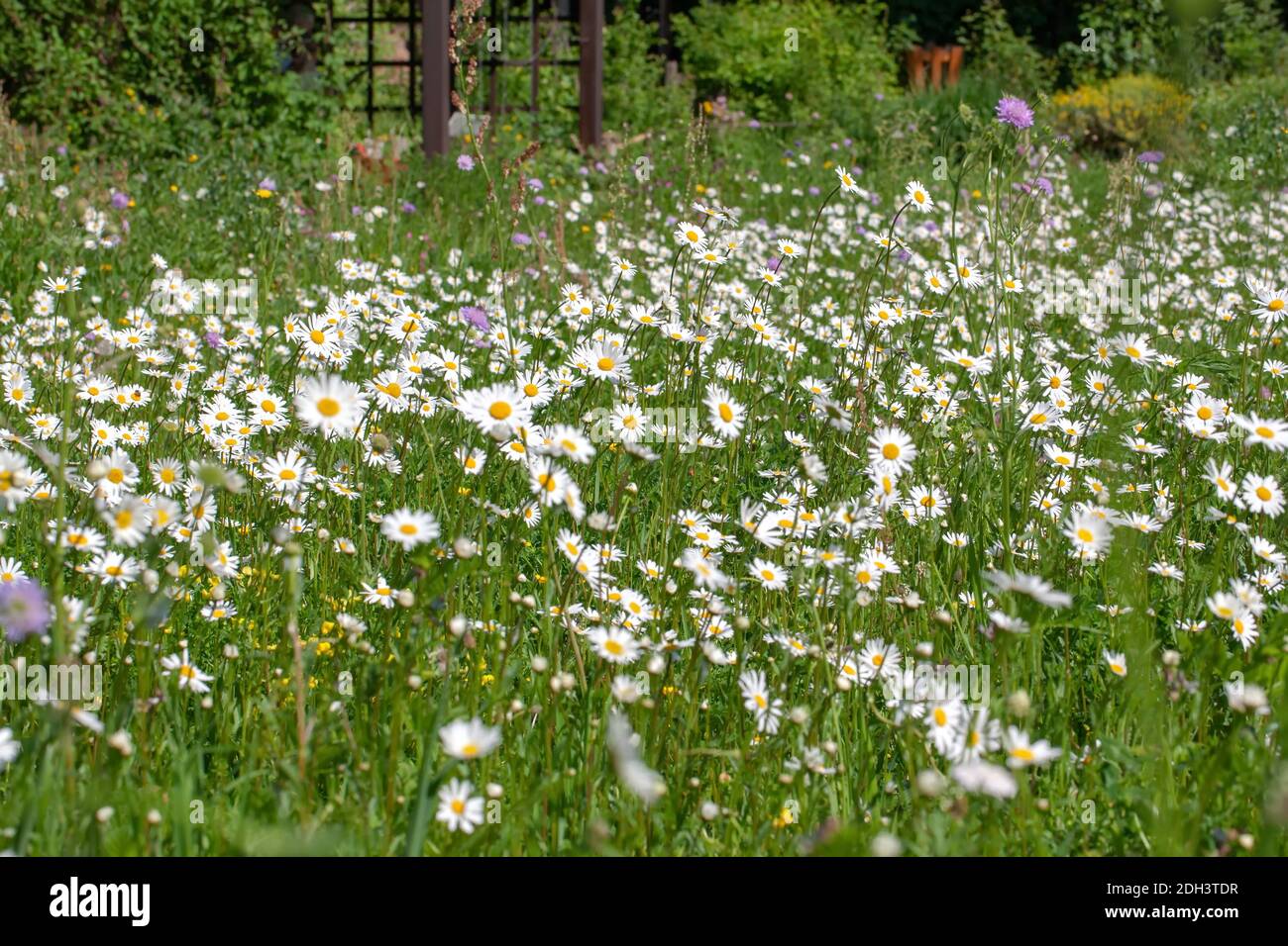 Daisy farm park hi-res stock photography and images - Alamy
