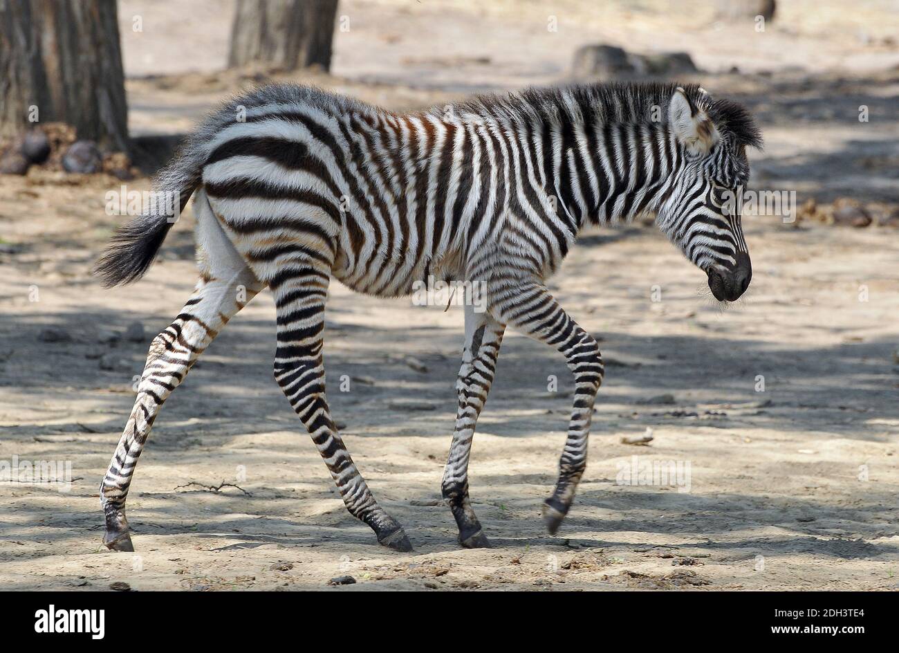 Bohm zebra hi-res stock photography and images - Alamy