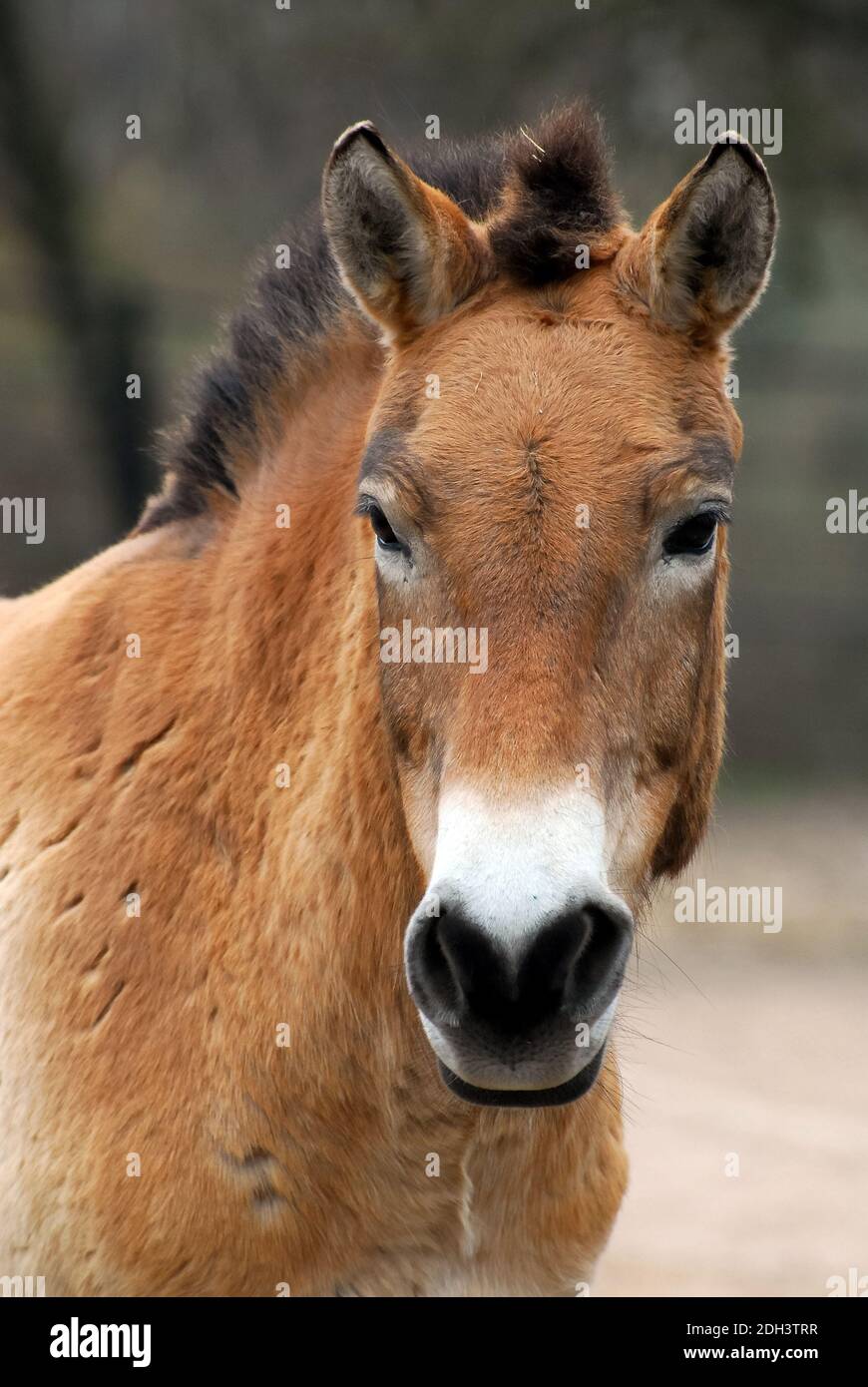 Przewalski's horse, Mongolian wild horse or Dzungarian horse ...