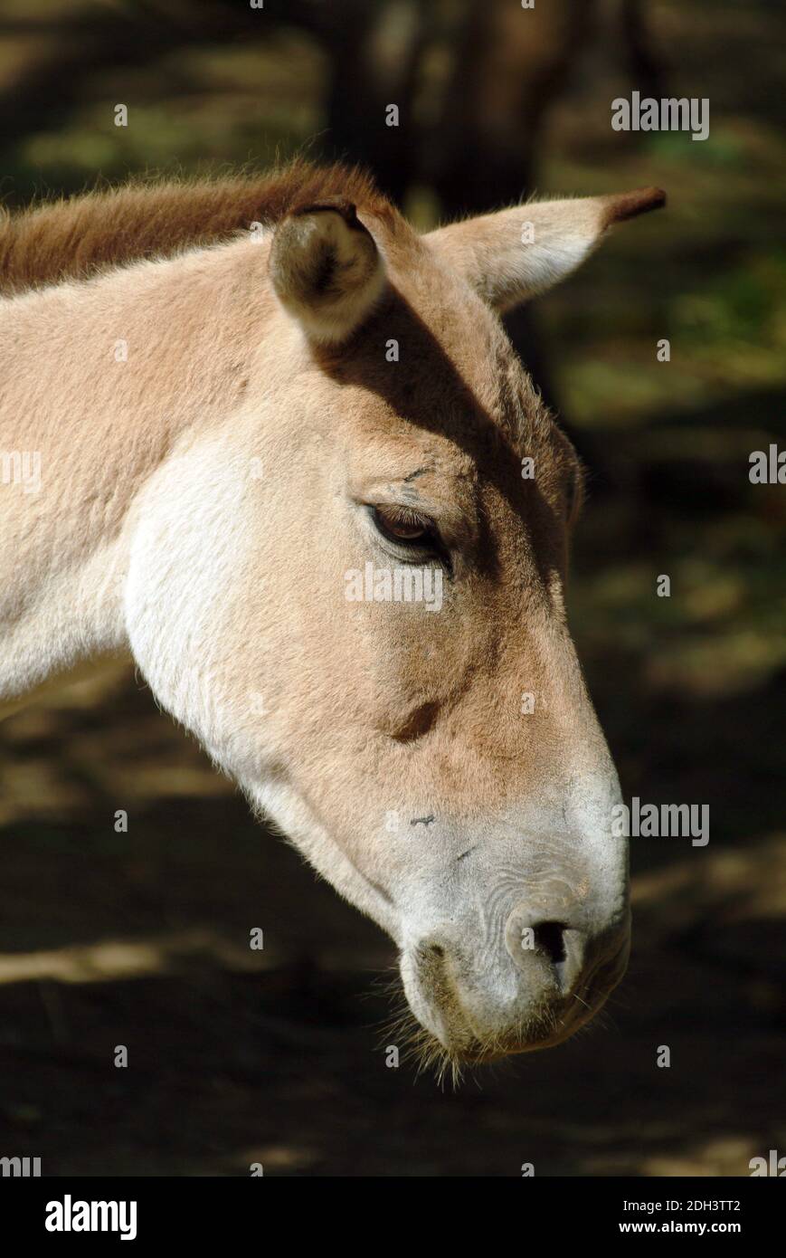 Turkmenian kulan, Transcaspian wild ass, Turkmenistani onager, Equus ...