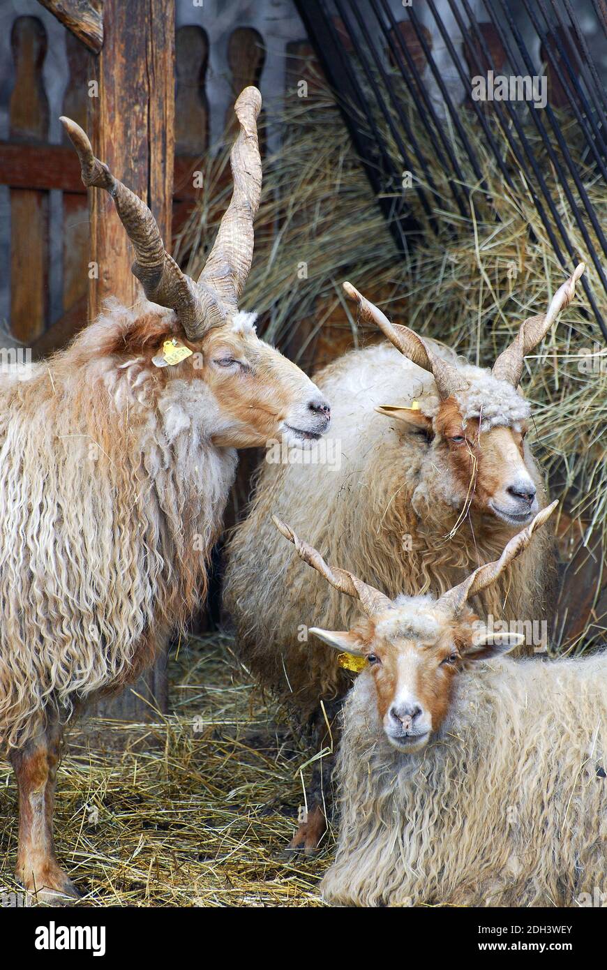 Magyar racka juh hi-res stock photography and images - Alamy