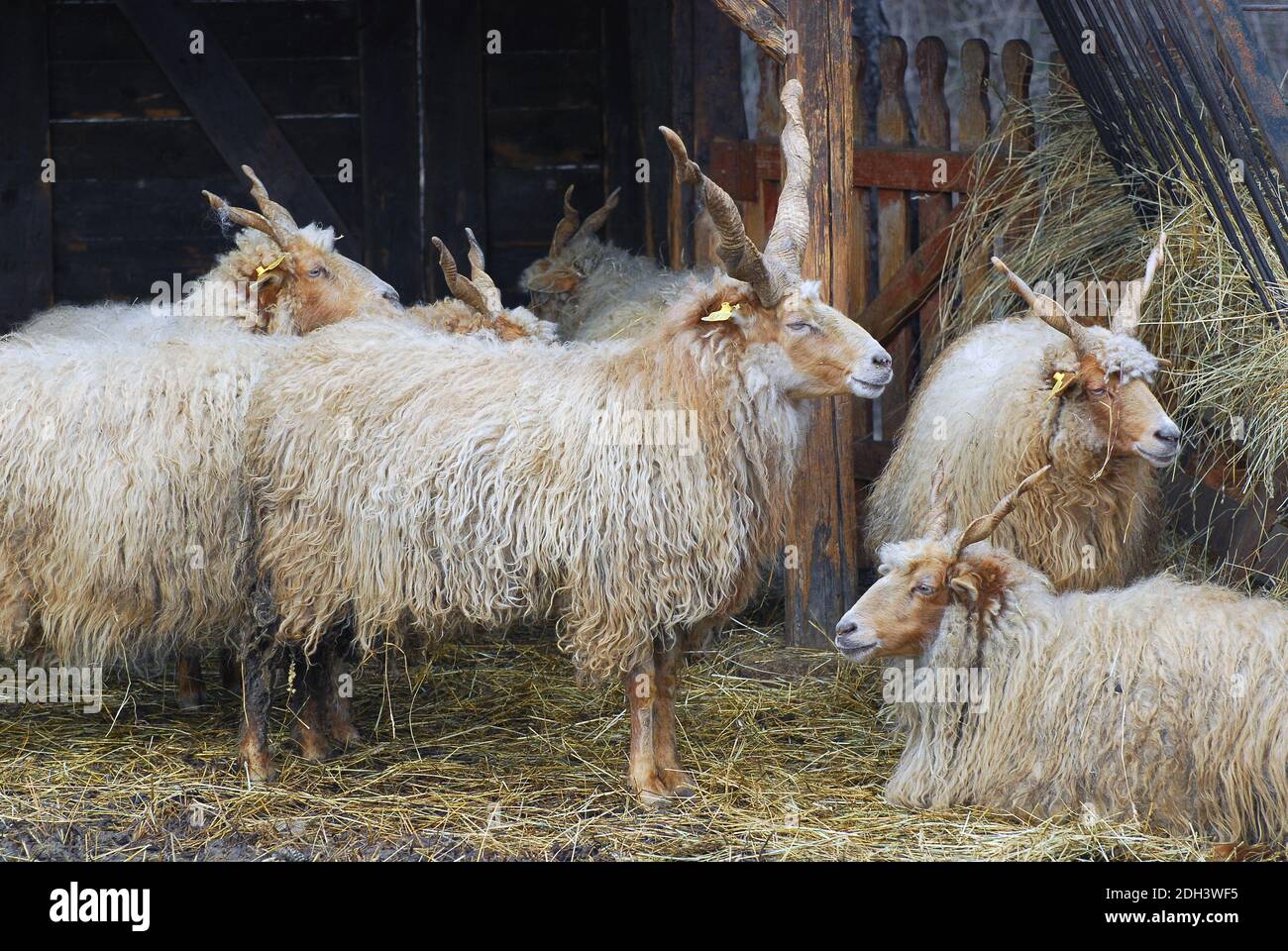 Racka High Resolution Stock Photography and Images - Alamy