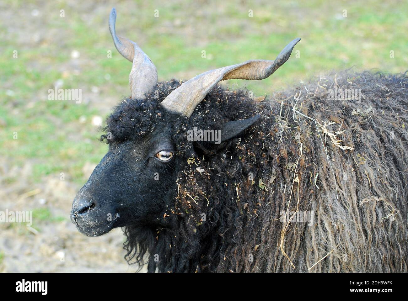 Racka portrait hi-res stock photography and images - Alamy