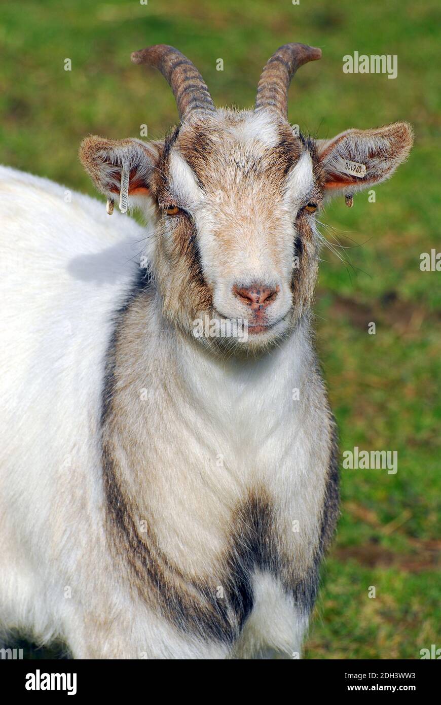 domestic goat, Hausziege, chèvre domestique, házikecske, Capra aegagrus ...