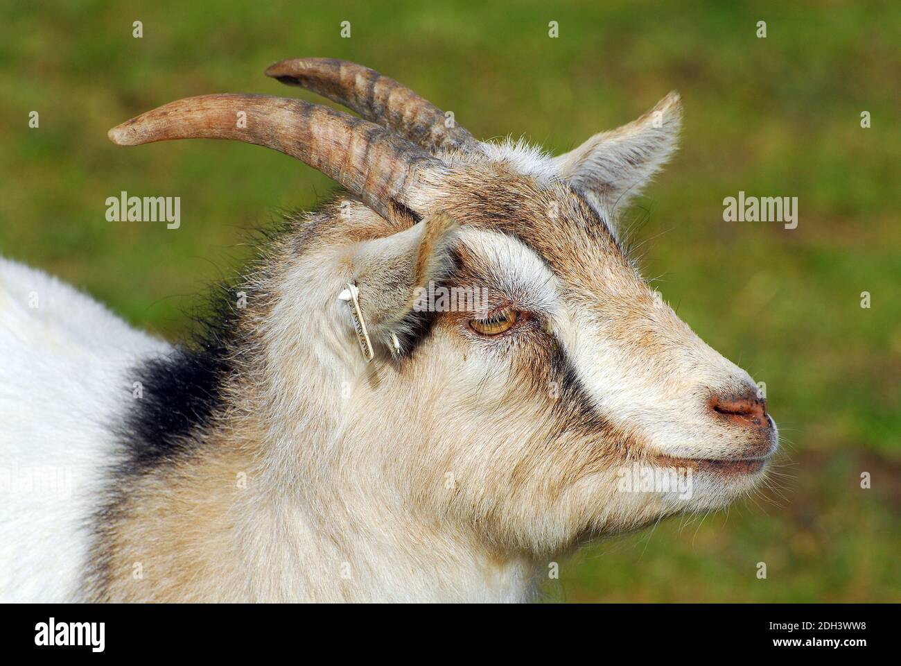 domestic goat, Hausziege, chèvre domestique, házikecske, Capra aegagrus ...