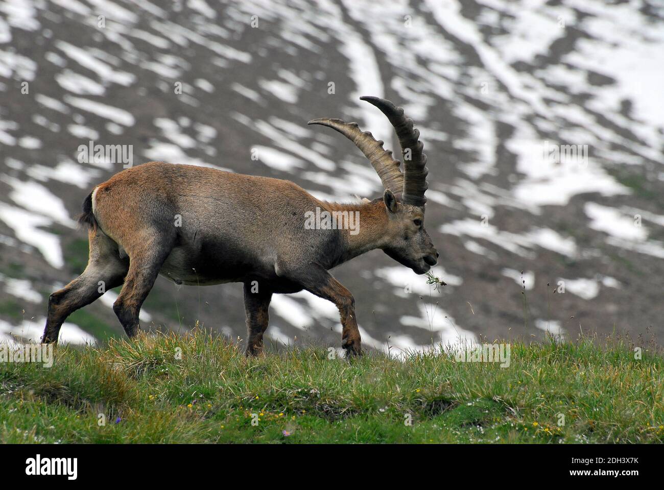 Alpine ibex, Alpensteinbock, alpesi kőszáli kecske, Capra ibex Stock ...