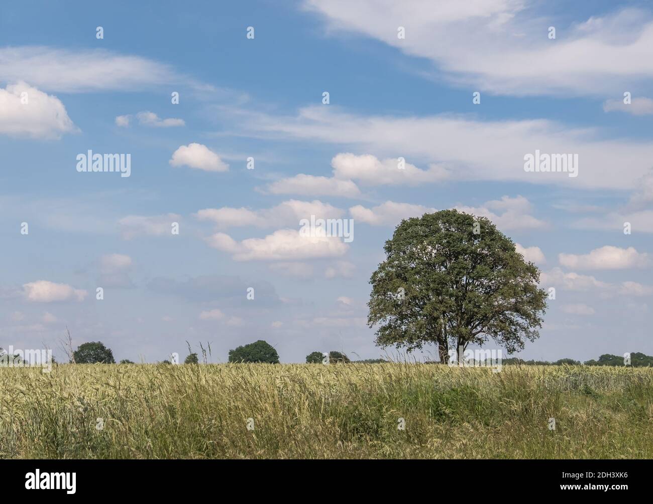 Spring in Muensterland Stock Photo - Alamy