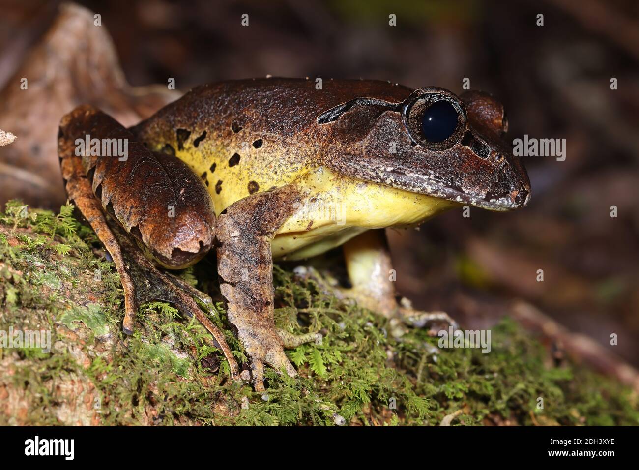 Fleay's Barred Frog resting on rainforest floor Stock Photo - Alamy