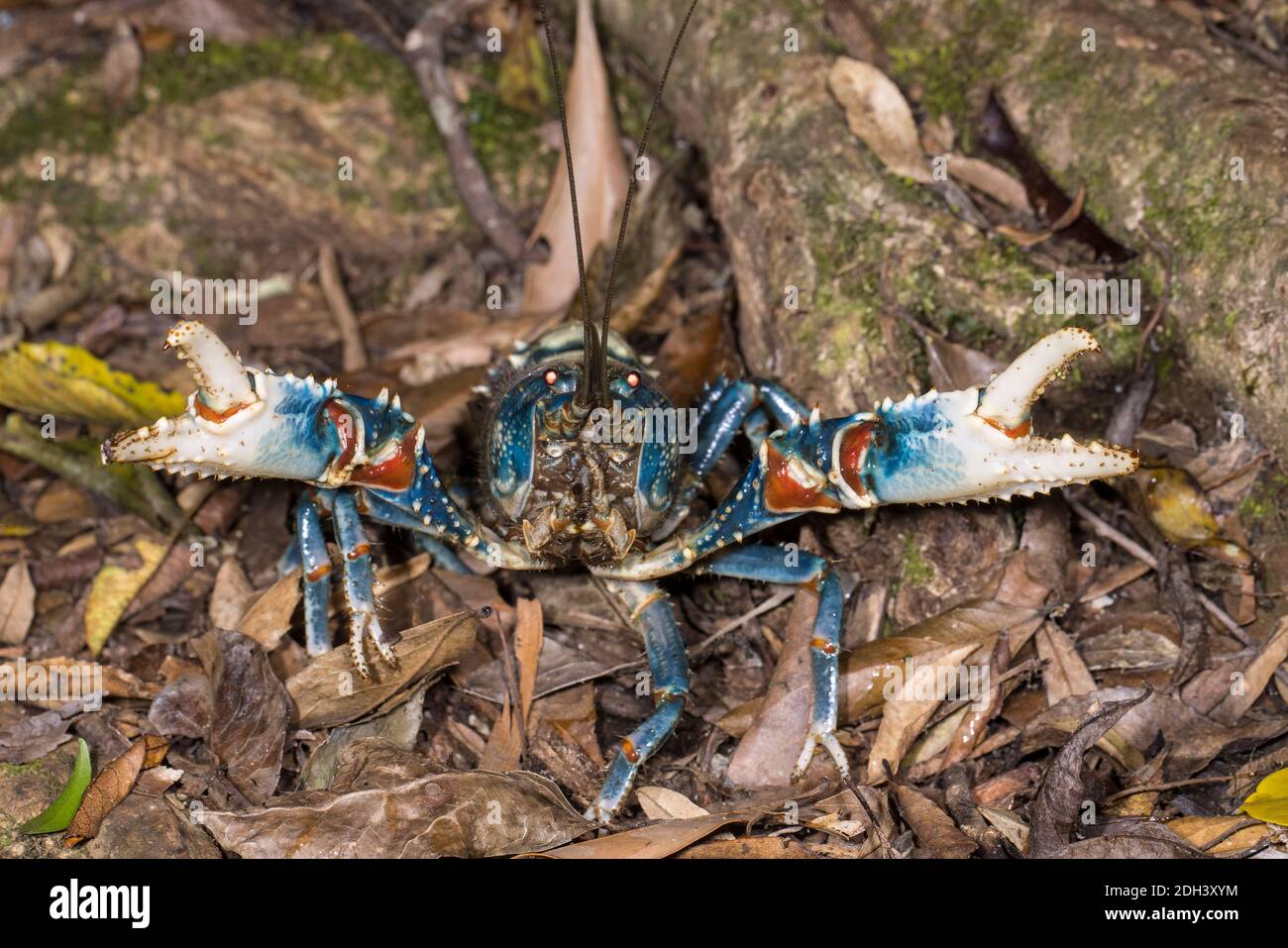 Lamington Spiny Crayfish with nippers raised in defence Stock Photo - Alamy