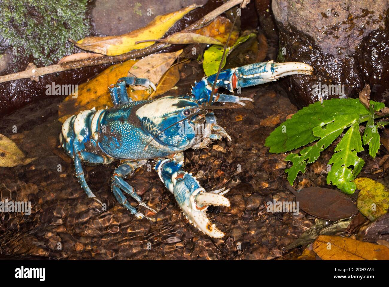 Lamington Spiny Crayfish with nippers raised in defence Stock Photo - Alamy