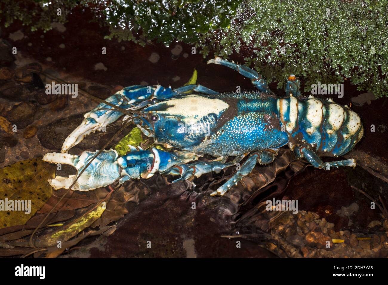 Lamington Spiny Crayfish in mountain stream Stock Photo - Alamy