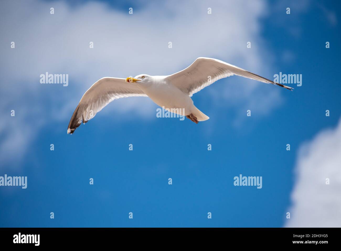 Seagull in flight Stock Photo - Alamy
