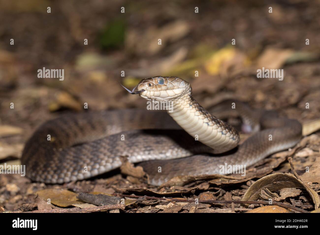 Tongue Flickering High Resolution Stock Photography and Images - Alamy