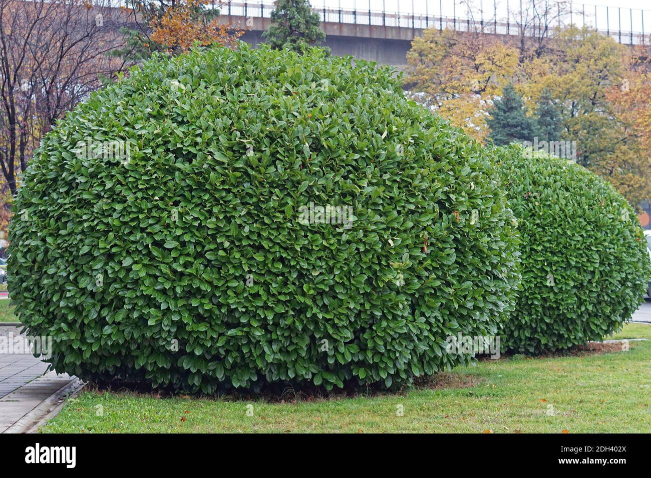 Big green bush plants in city park Stock Photo - Alamy