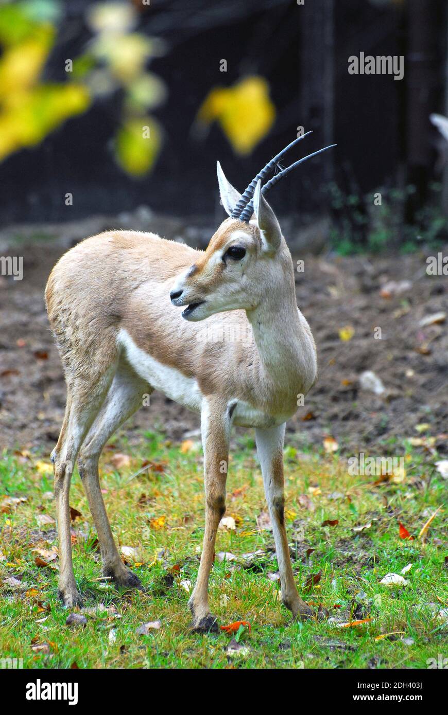 Rhim gazelle, slender-horned gazelle, African sand gazelle ...