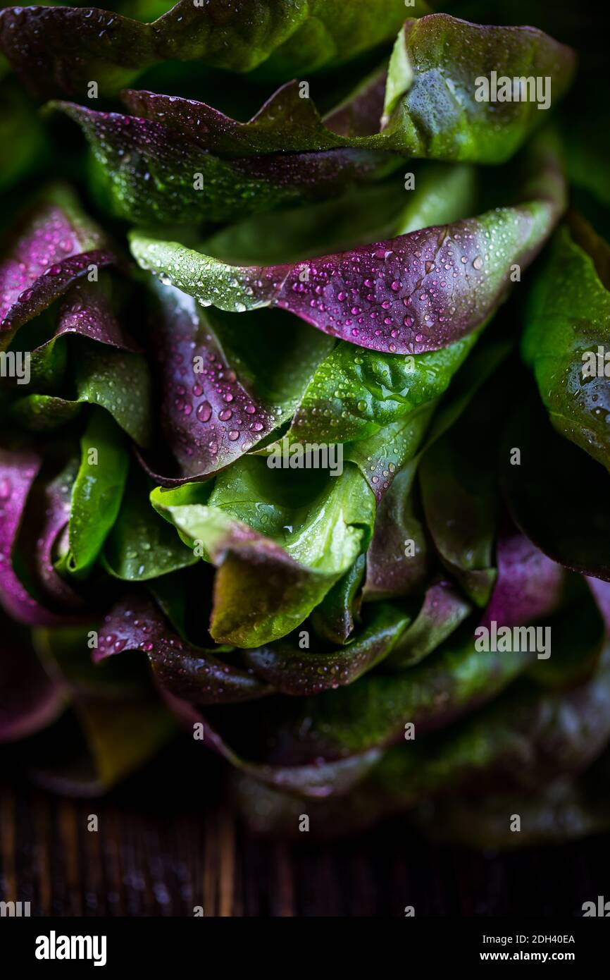 Organic Red Oakleaf lettuce Stock Photo - Alamy
