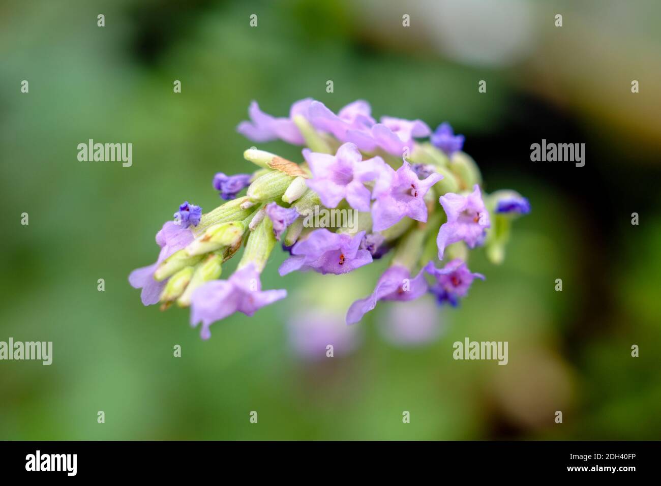 Flower red holy basil hi-res stock photography and images - Alamy