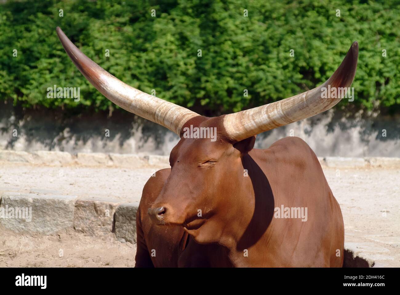 Ankole-Watusi domestic cattle, Watussirind oder Ankolerind, Ankole ...