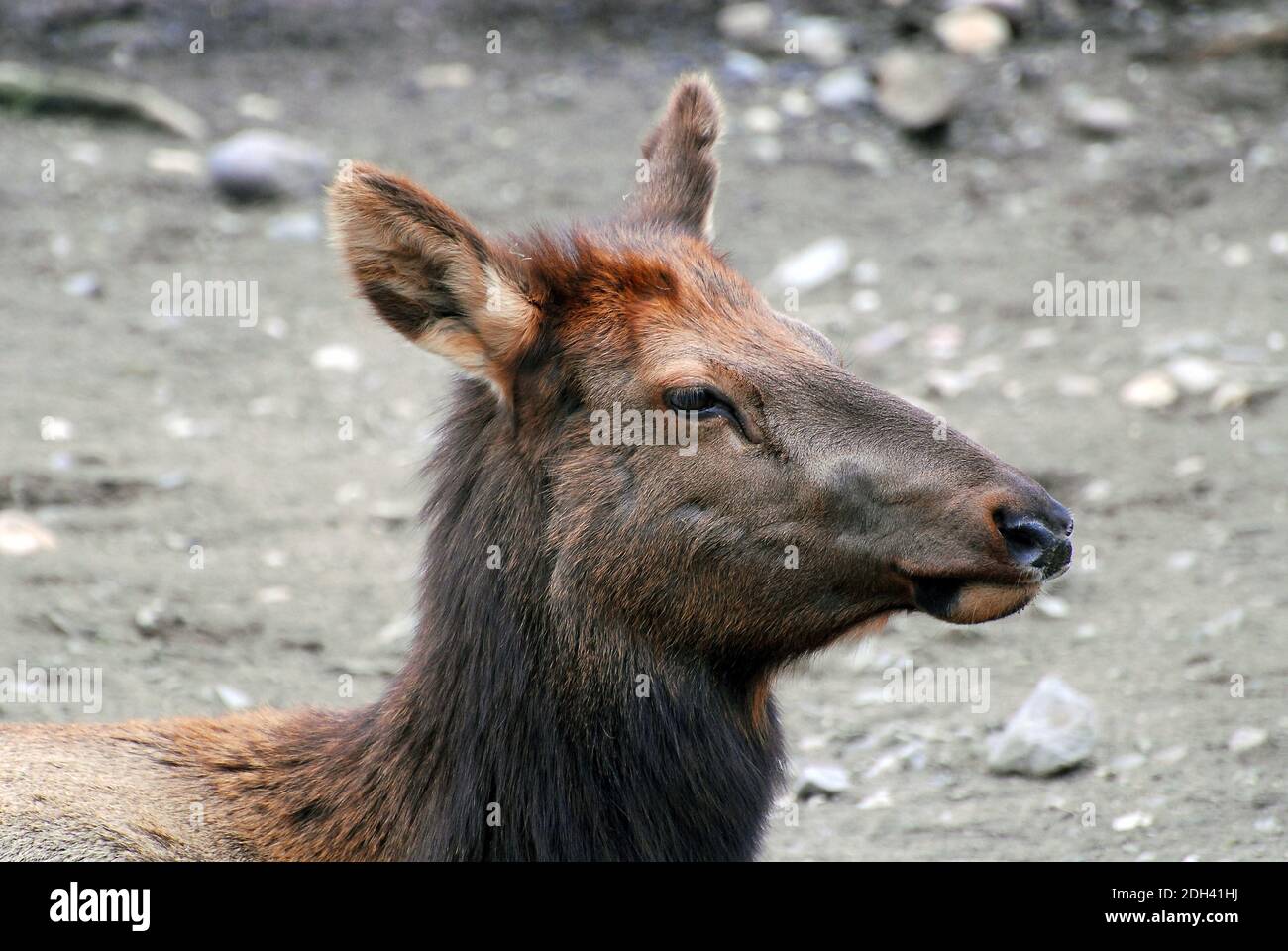 Manitoban elk, Wapiti, Manitoba-Wapiti, Cervus canadensis manitobensis ...