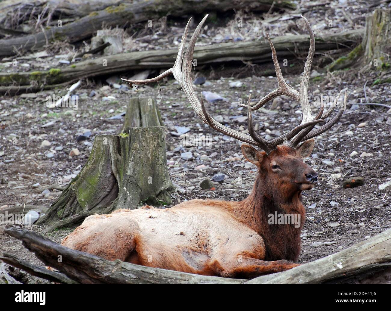 Manitoba wapiti hi-res stock photography and images - Alamy