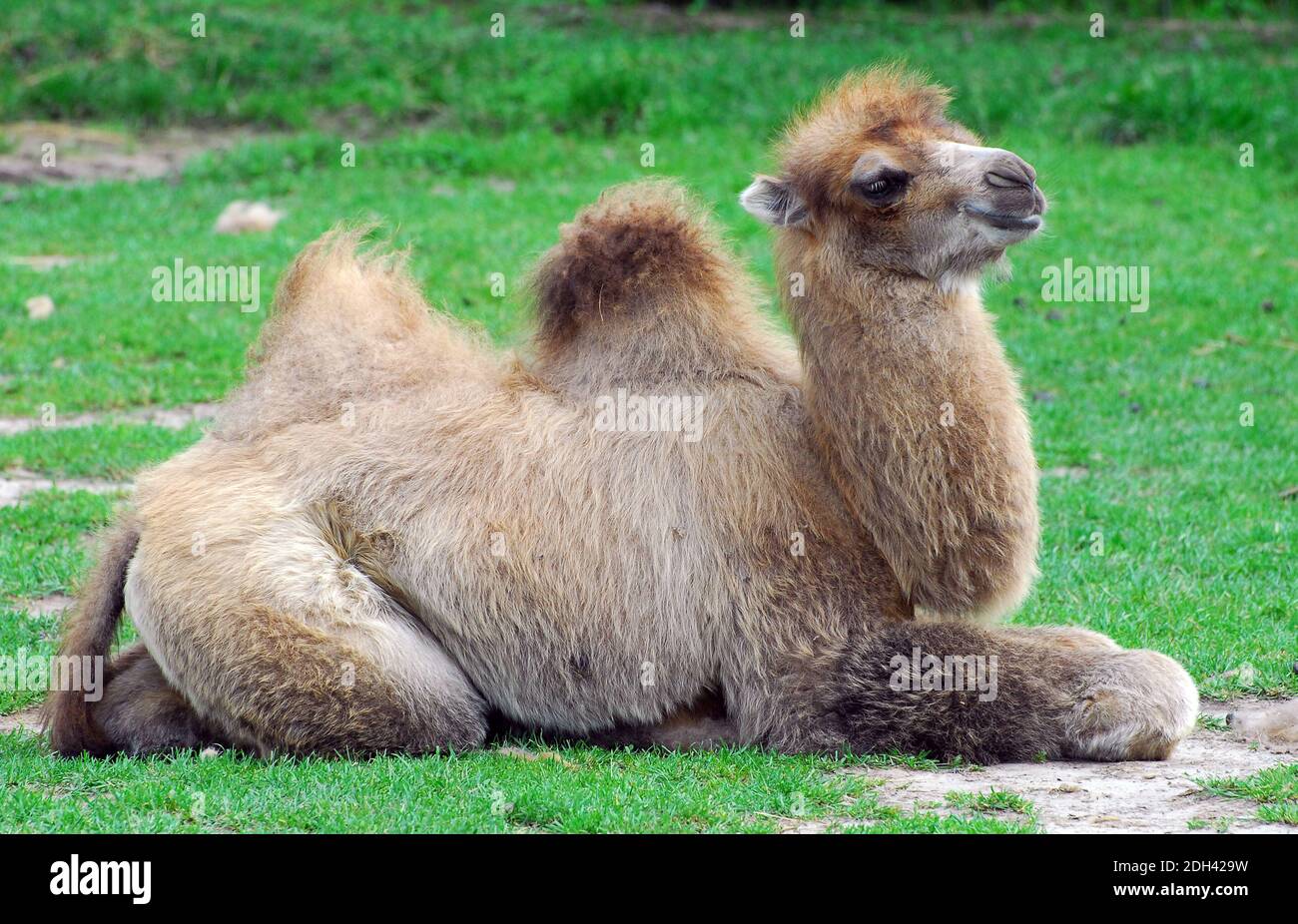 Bactrian camel, Mongolian camel, Trampeltier, Baktrisches Kamel ...
