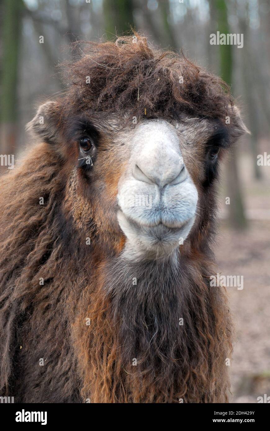 Bactrian camel, Mongolian camel, Trampeltier, Baktrisches Kamel ...