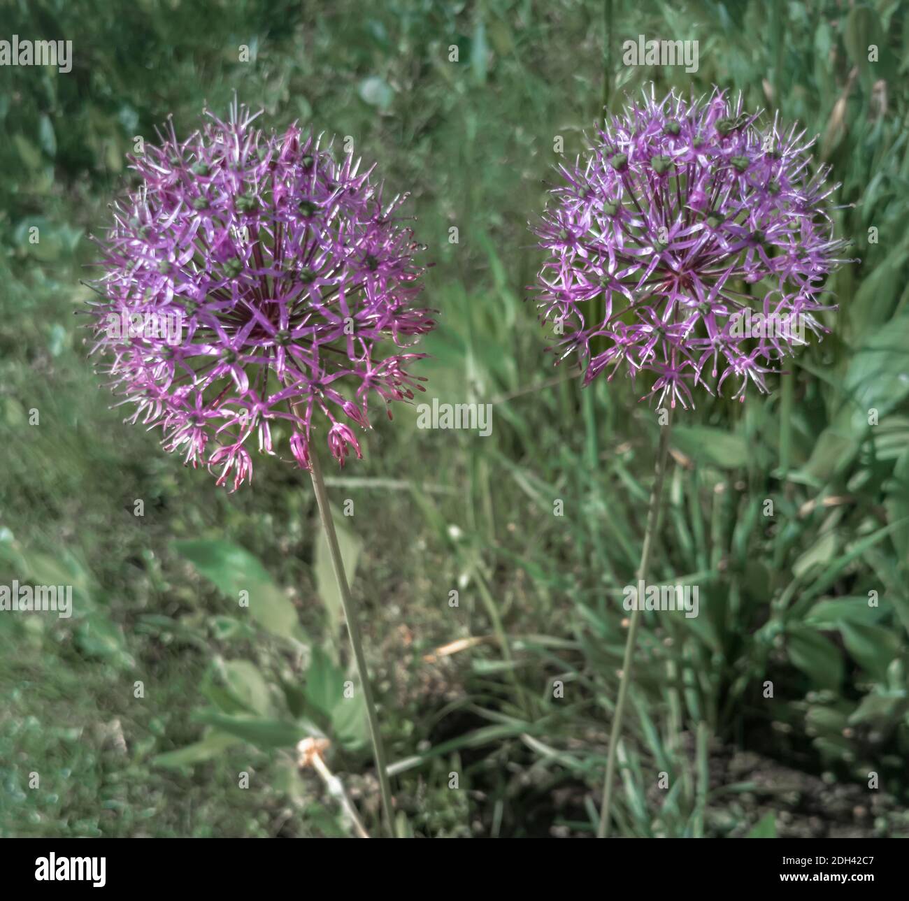 Decorative plant onion Christoph with spherical inflorescences Stock ...