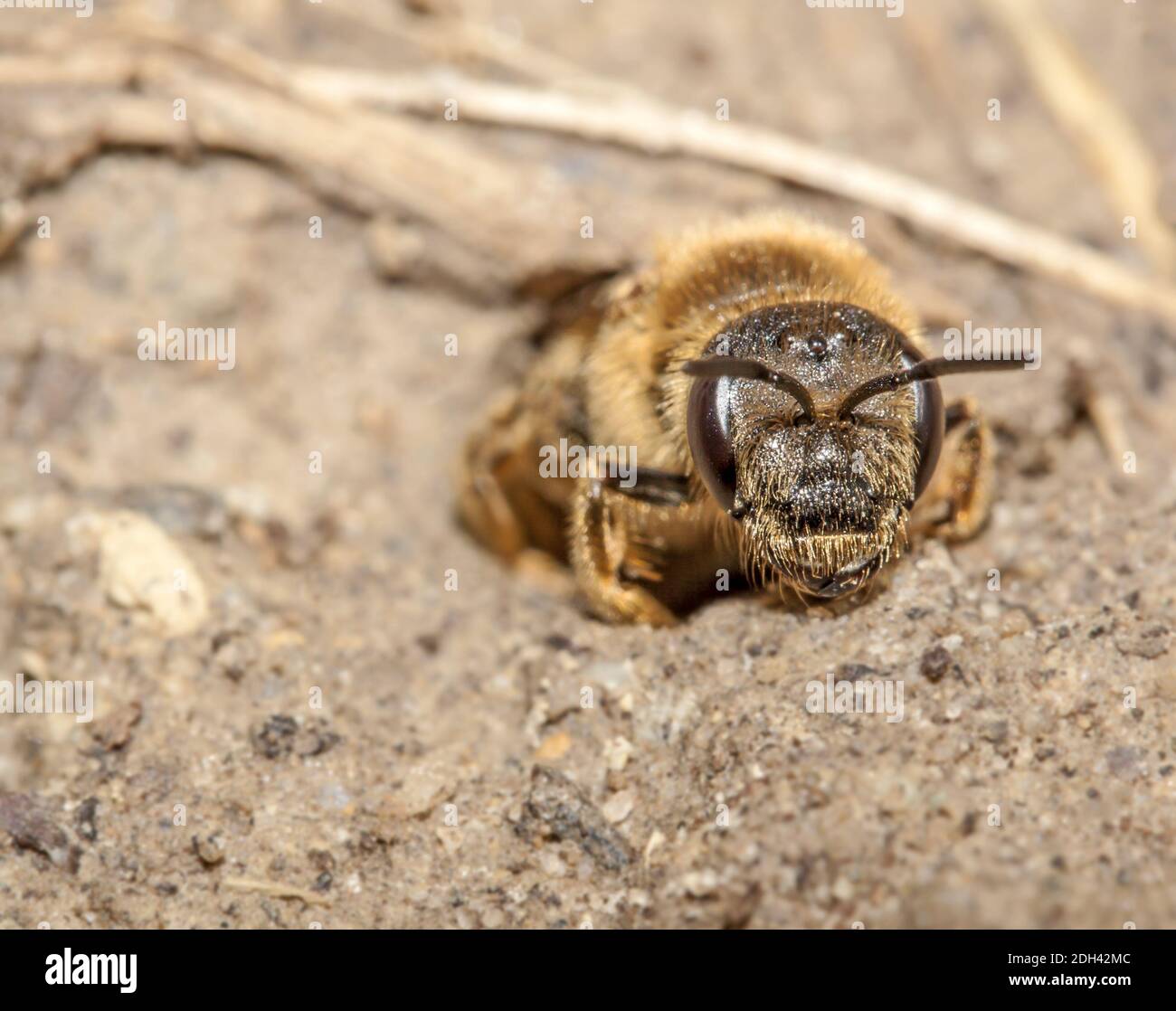 Great banded furrow-bee 'Halictus scabiosae' female Stock Photo - Alamy