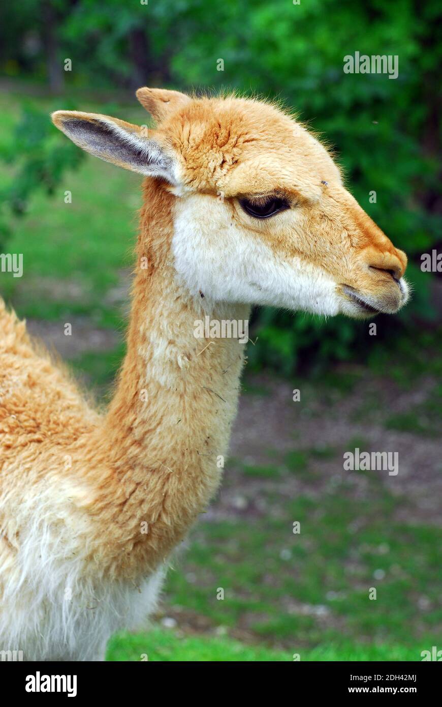 Vikunya hi-res stock photography and images - Alamy