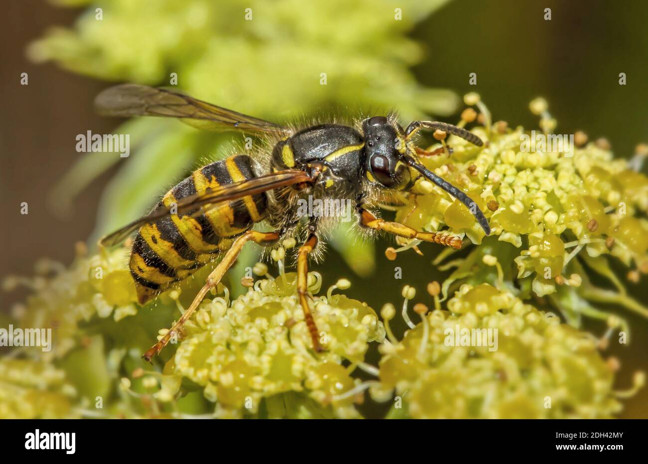 Saxonica hi-res stock photography and images - Alamy