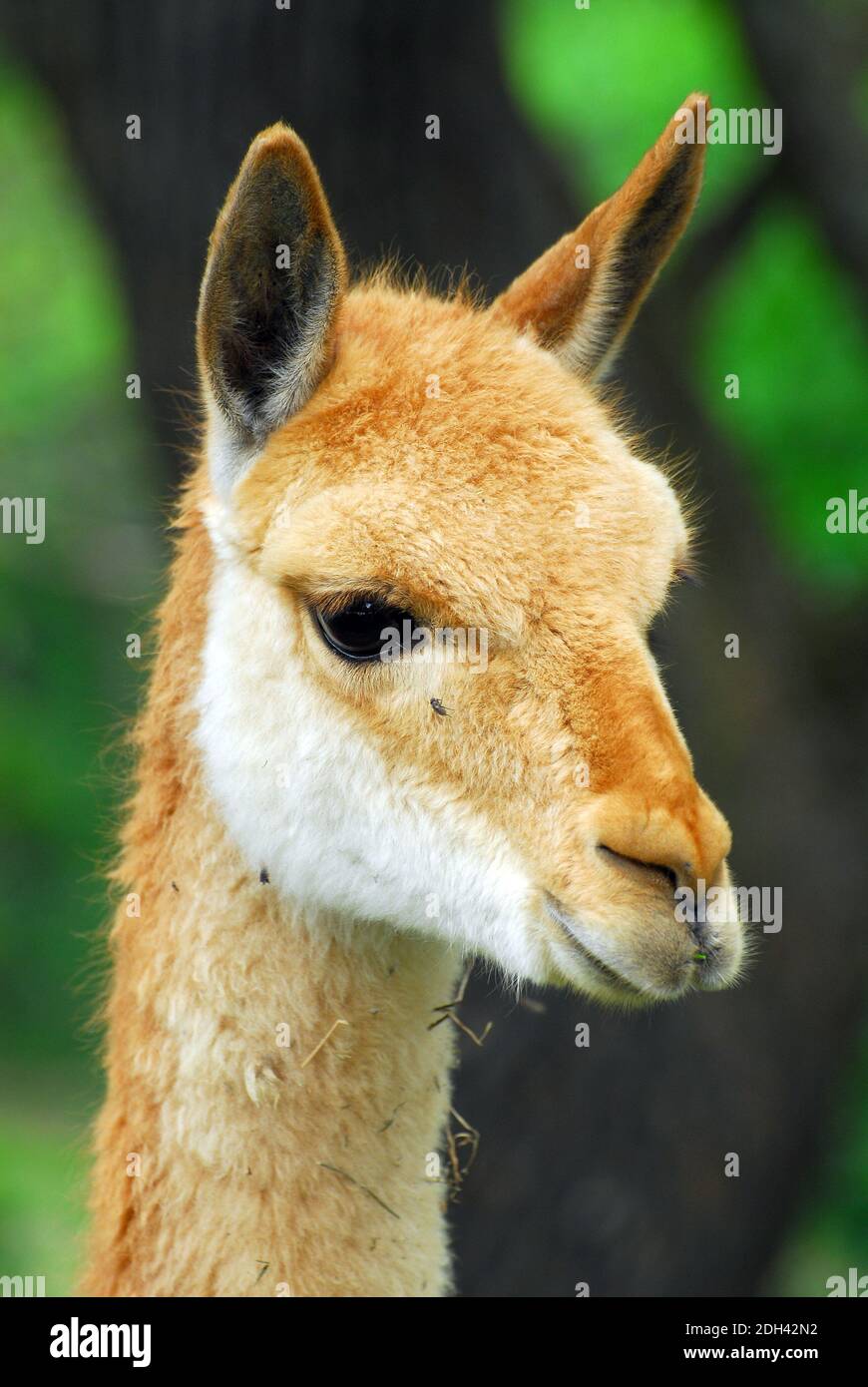 Vicuña, Vikunja, Lama vikugna, Vicugna vicugna, vikunya Stock Photo - Alamy