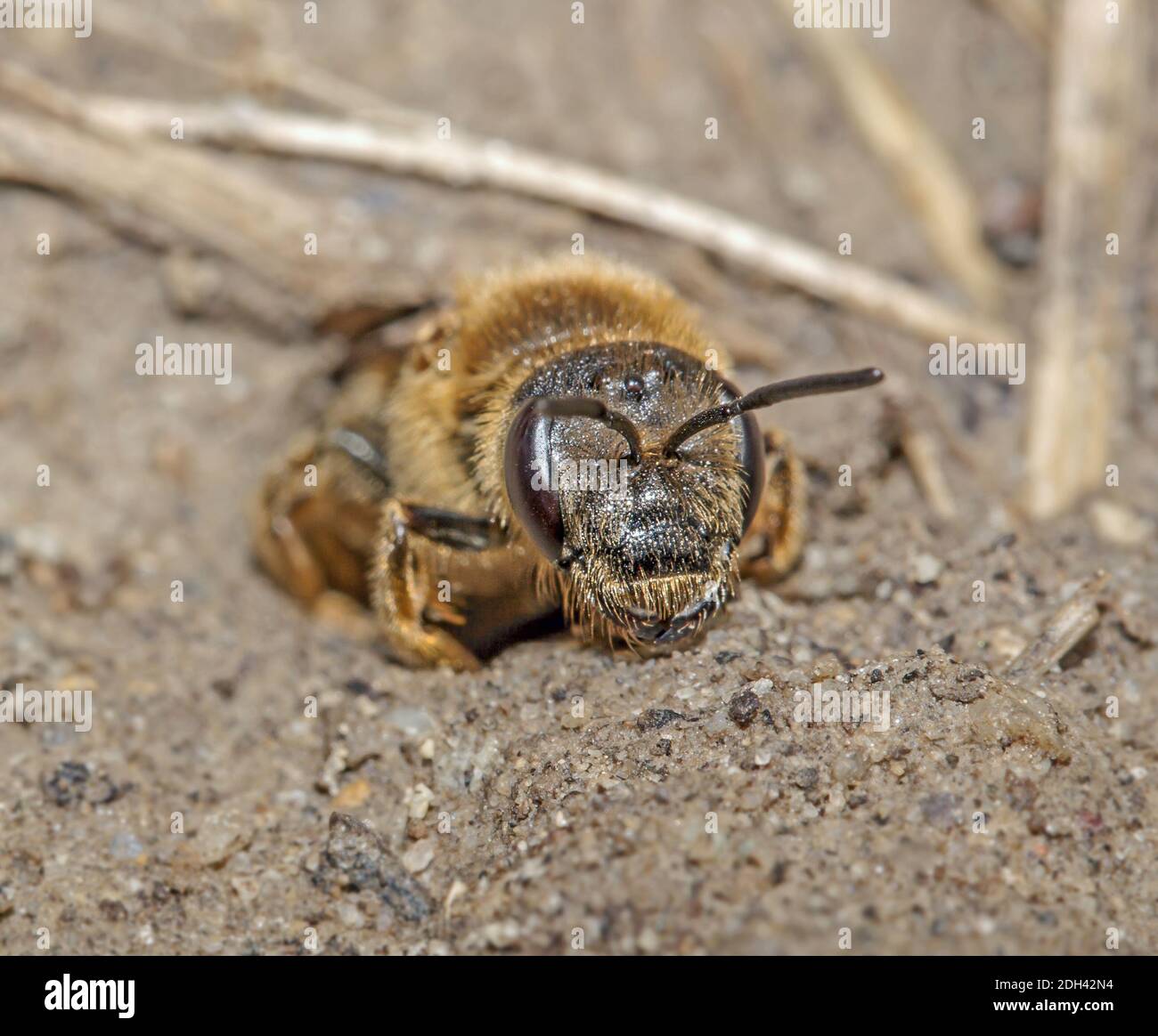 Great banded furrow-bee 'Halictus scabiosae' female Stock Photo - Alamy