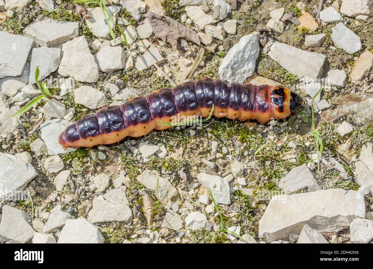 Caterpillar of european goath moth 'Cossus cossus' Stock Photo - Alamy