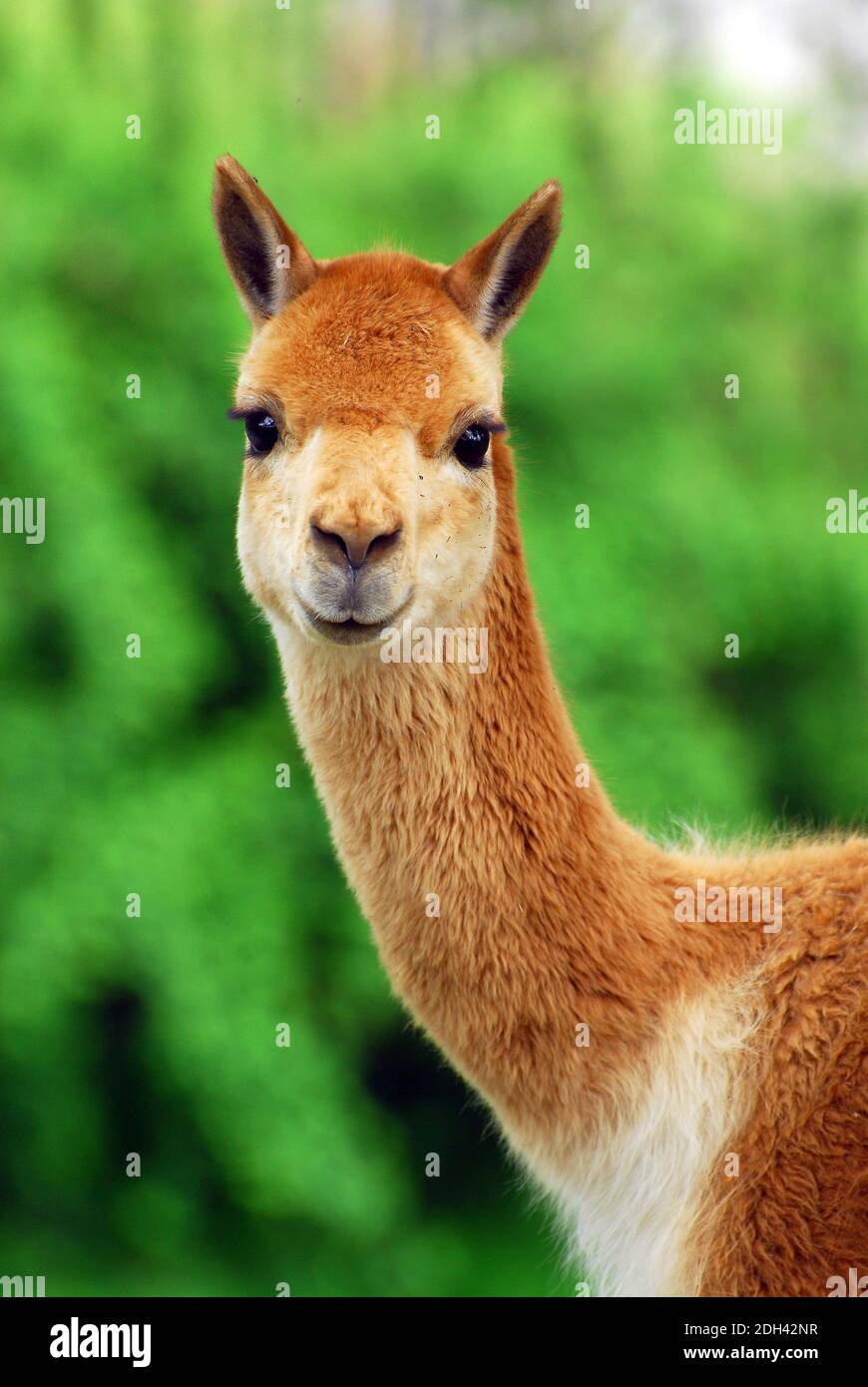 Vikunja hi-res stock photography and images - Alamy