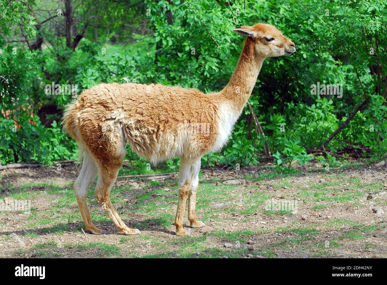 Vikunya hi-res stock photography and images - Alamy