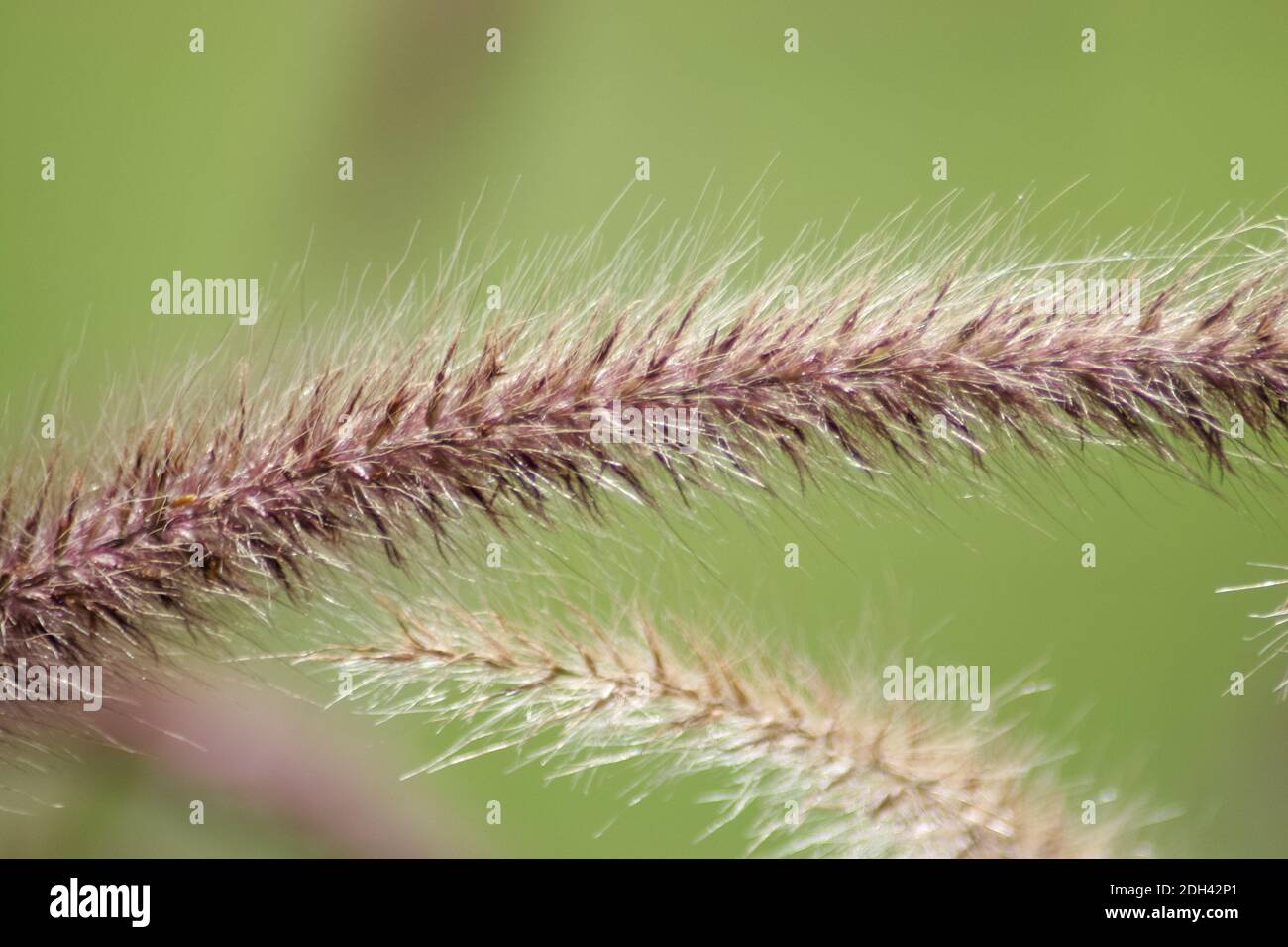 Common sedges hi-res stock photography and images - Alamy