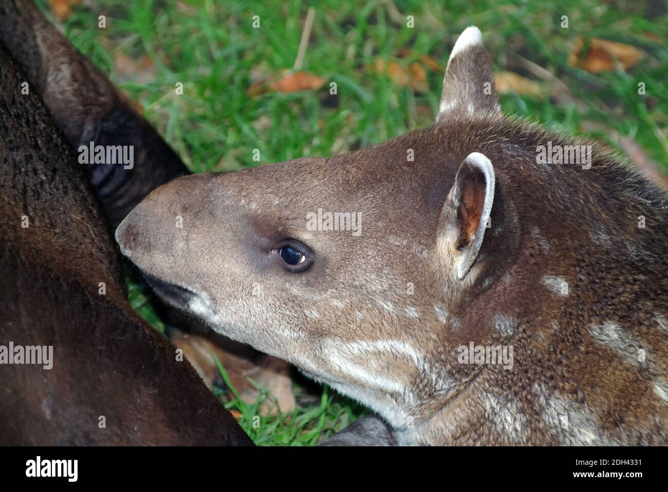 young South American tapir, Brazilian tapir, lowland tapir ...