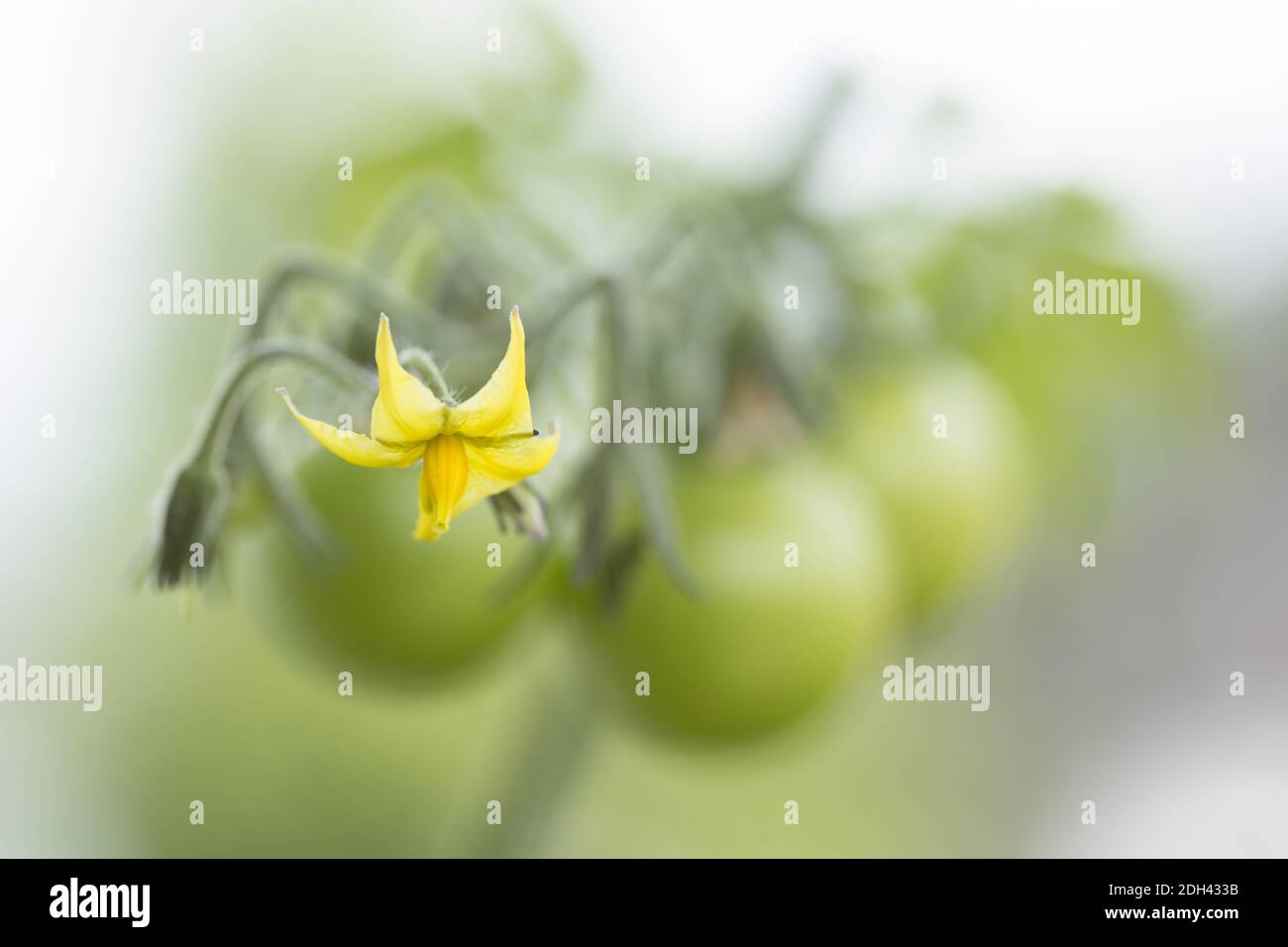 Tomatoes ripe hi-res stock photography and images - Alamy