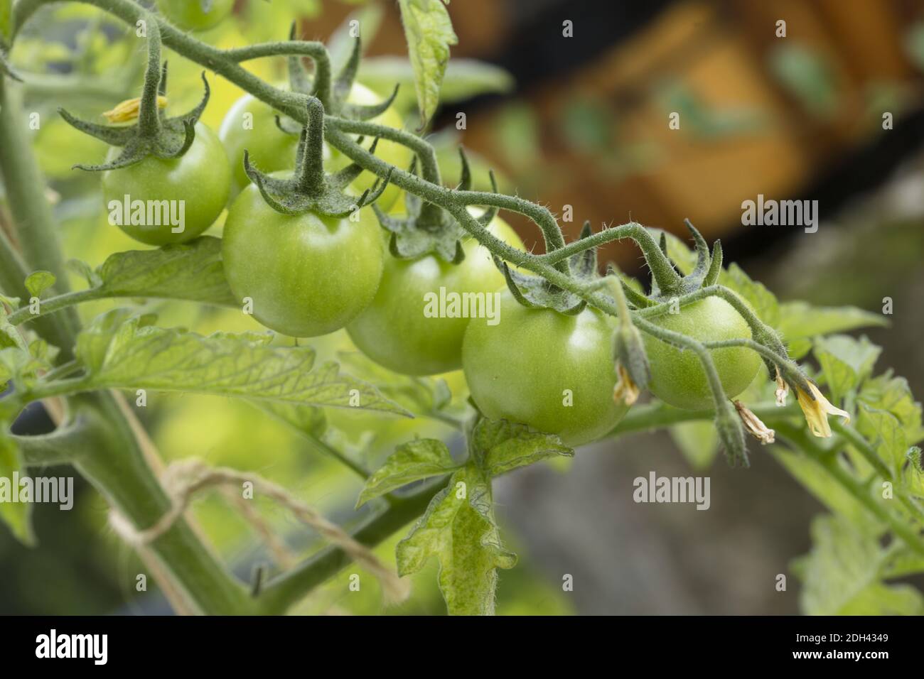 Tomatoes ripe hi-res stock photography and images - Alamy